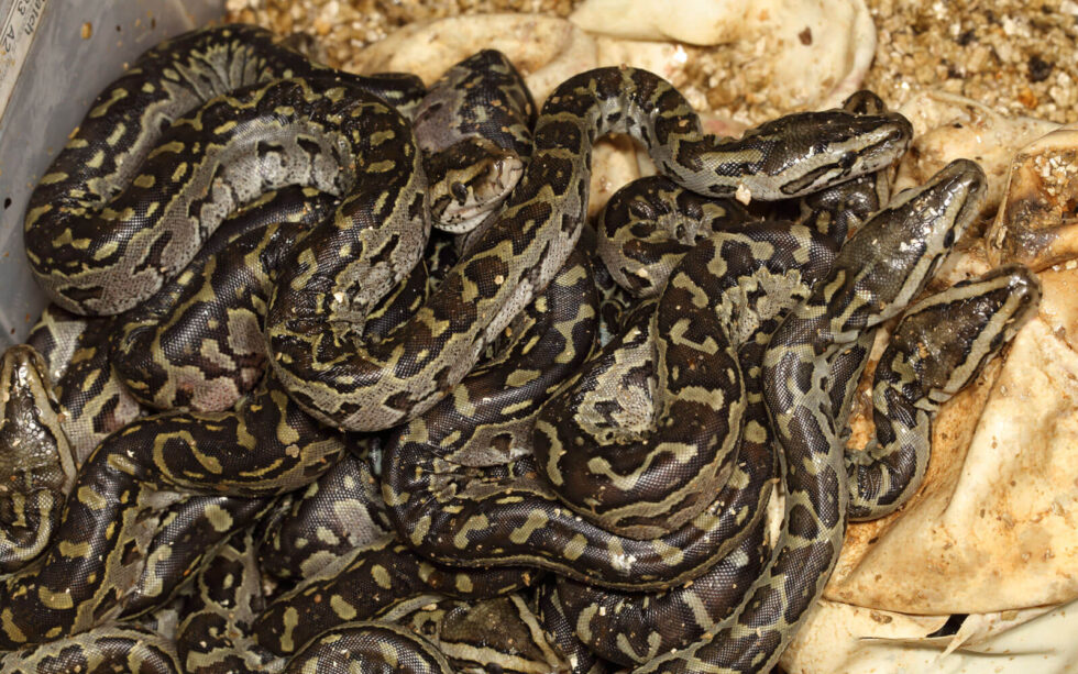 South Africa’s biggest snake | Kloof Conservancy The Leopard's Echo