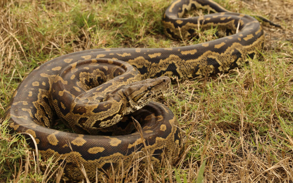 South Africa’s biggest snake | Kloof Conservancy The Leopard's Echo