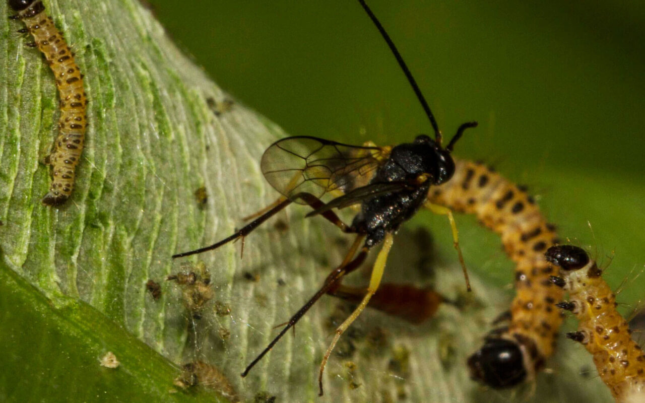 Lockdown-an opportunity to appreciate your local biodiversity | Kloof ...