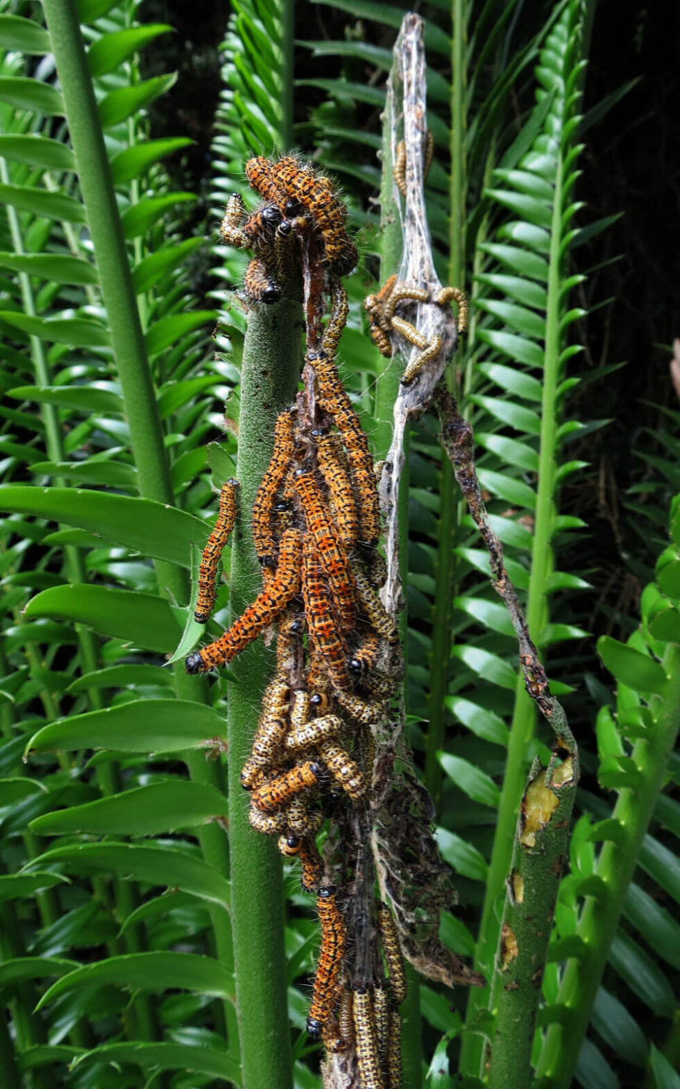 Lockdown-an opportunity to appreciate your local biodiversity | Kloof ...