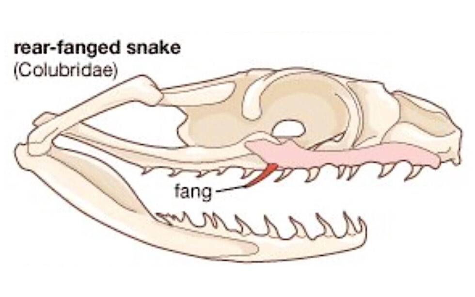 The back-fanged snakes | Kloof Conservancy The Leopard's Echo