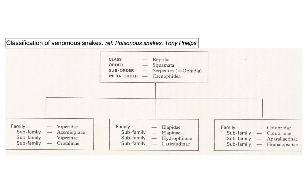 The back-fanged snakes | Kloof Conservancy The Leopard's Echo