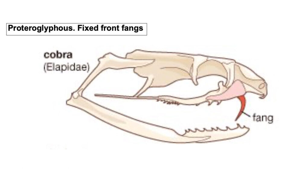 The back-fanged snakes | Kloof Conservancy The Leopard's Echo