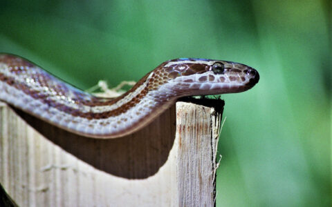 The back-fanged snakes | Kloof Conservancy The Leopard's Echo