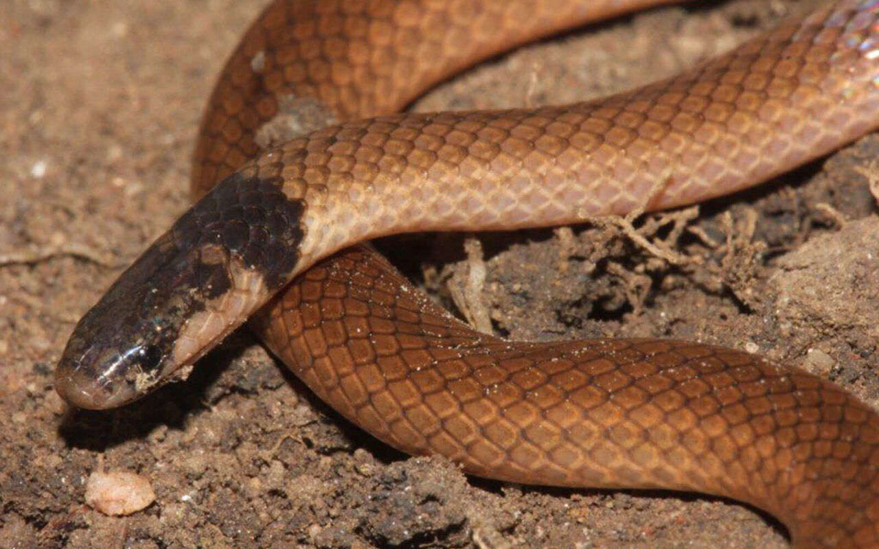 The back-fanged snakes | Kloof Conservancy The Leopard's Echo