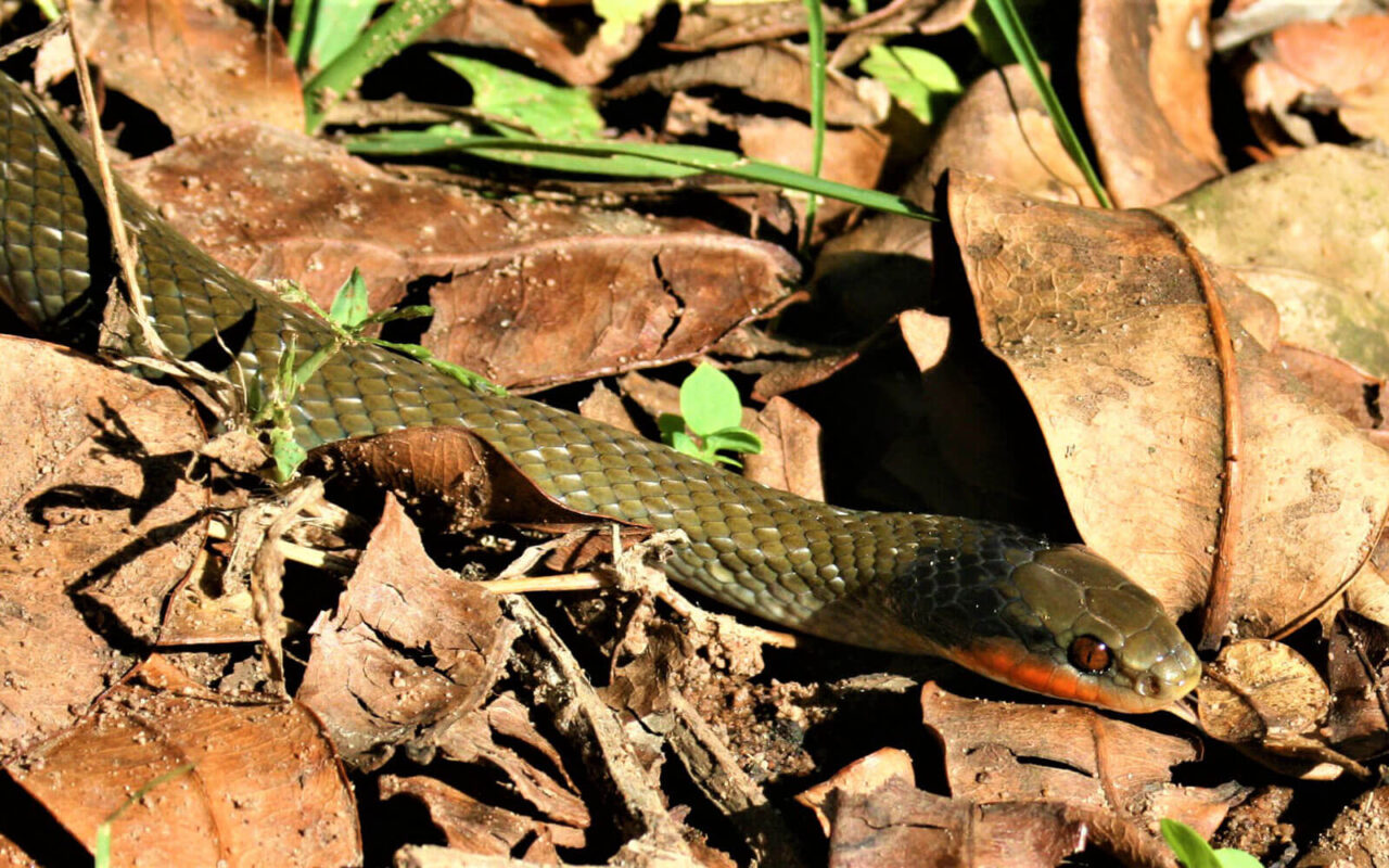 The back-fanged snakes | Kloof Conservancy The Leopard's Echo