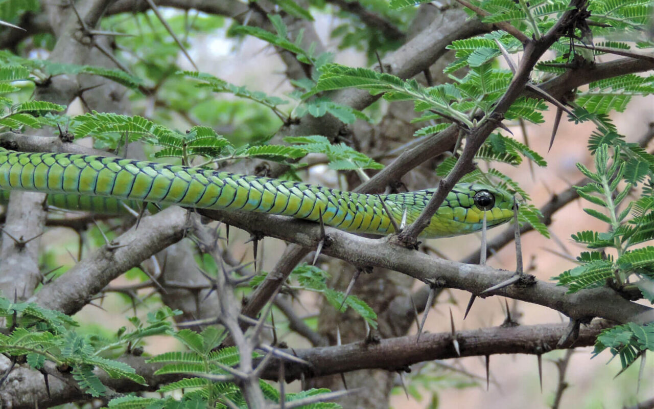 The back-fanged snakes | Kloof Conservancy The Leopard's Echo