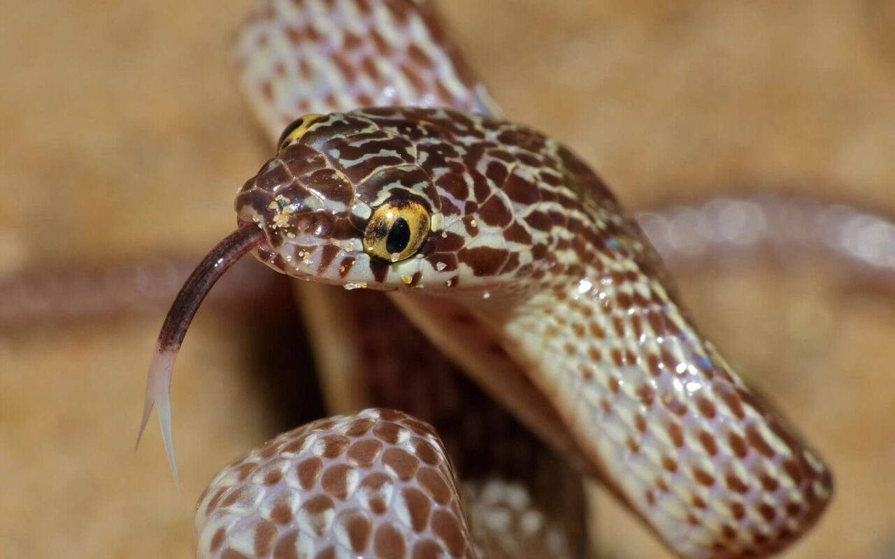 The back-fanged snakes | Kloof Conservancy The Leopard's Echo