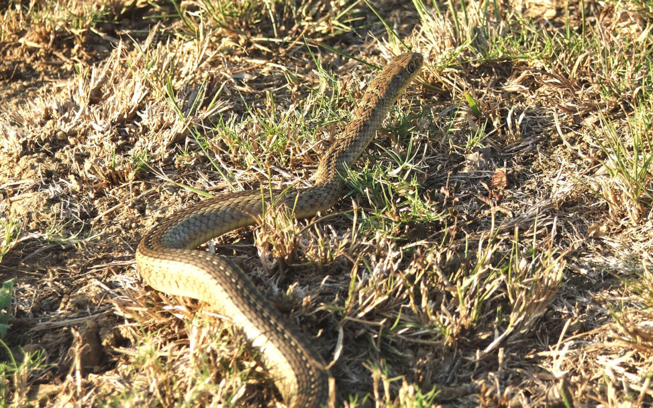 The back-fanged snakes | Kloof Conservancy The Leopard's Echo