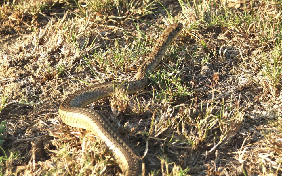 The back-fanged snakes | Kloof Conservancy The Leopard's Echo