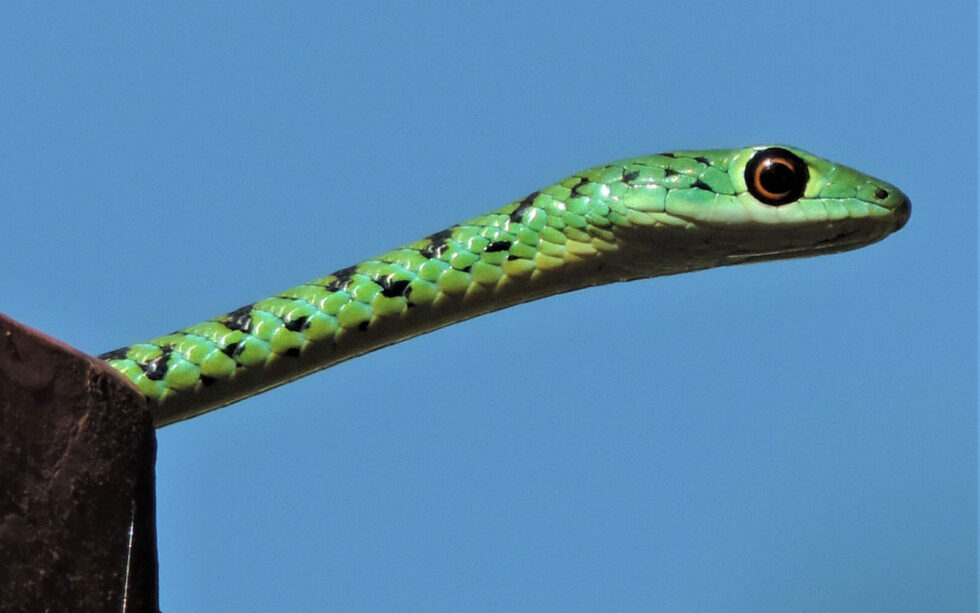 The back-fanged snakes | Kloof Conservancy The Leopard's Echo