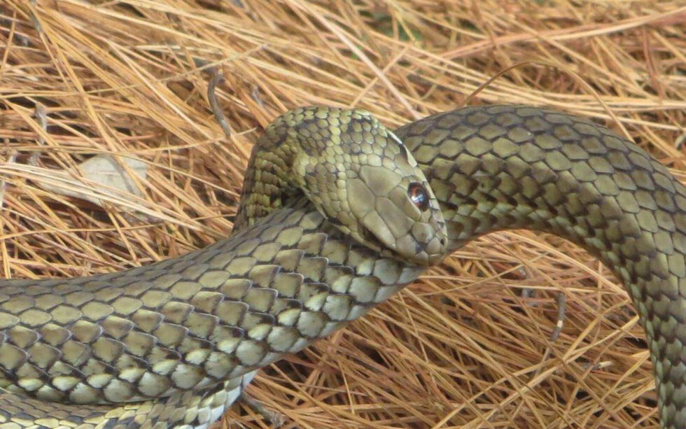 The back-fanged snakes | Kloof Conservancy The Leopard's Echo