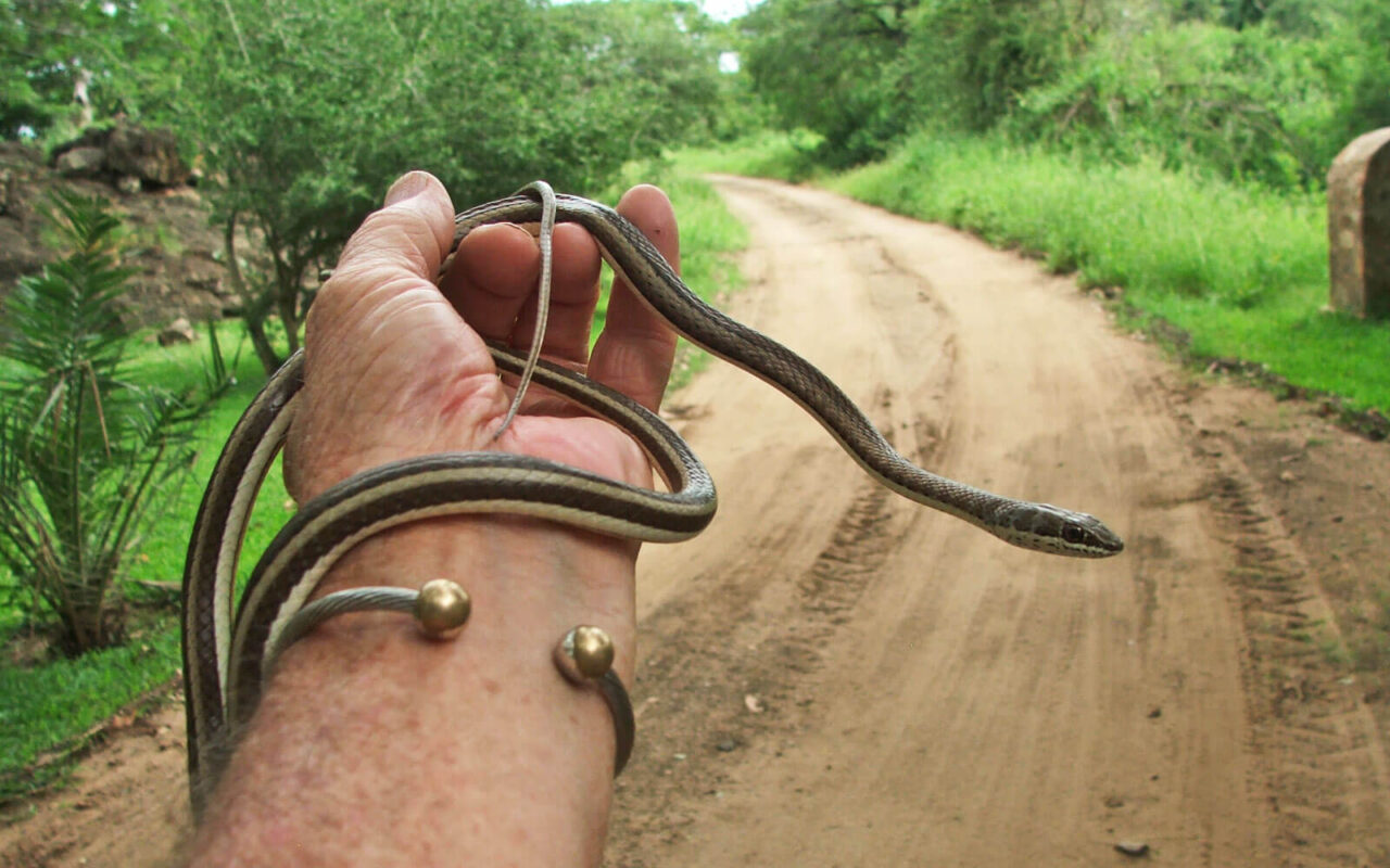 The back-fanged snakes | Kloof Conservancy The Leopard's Echo