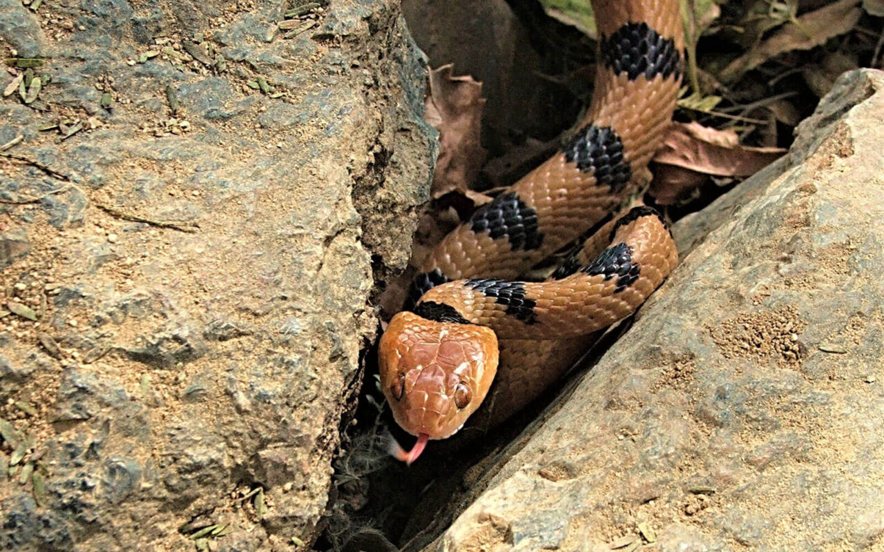 The back-fanged snakes | Kloof Conservancy The Leopard's Echo