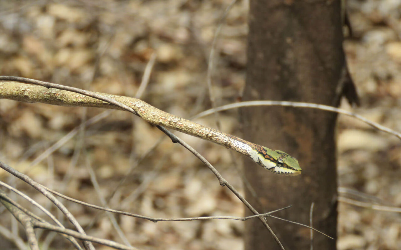 The back-fanged snakes | Kloof Conservancy The Leopard's Echo