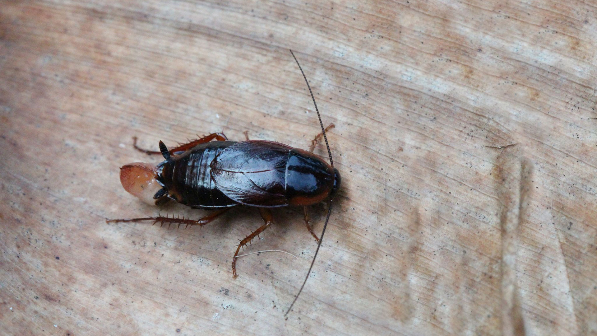 In defence of the roach | Kloof Conservancy The Leopard's Echo