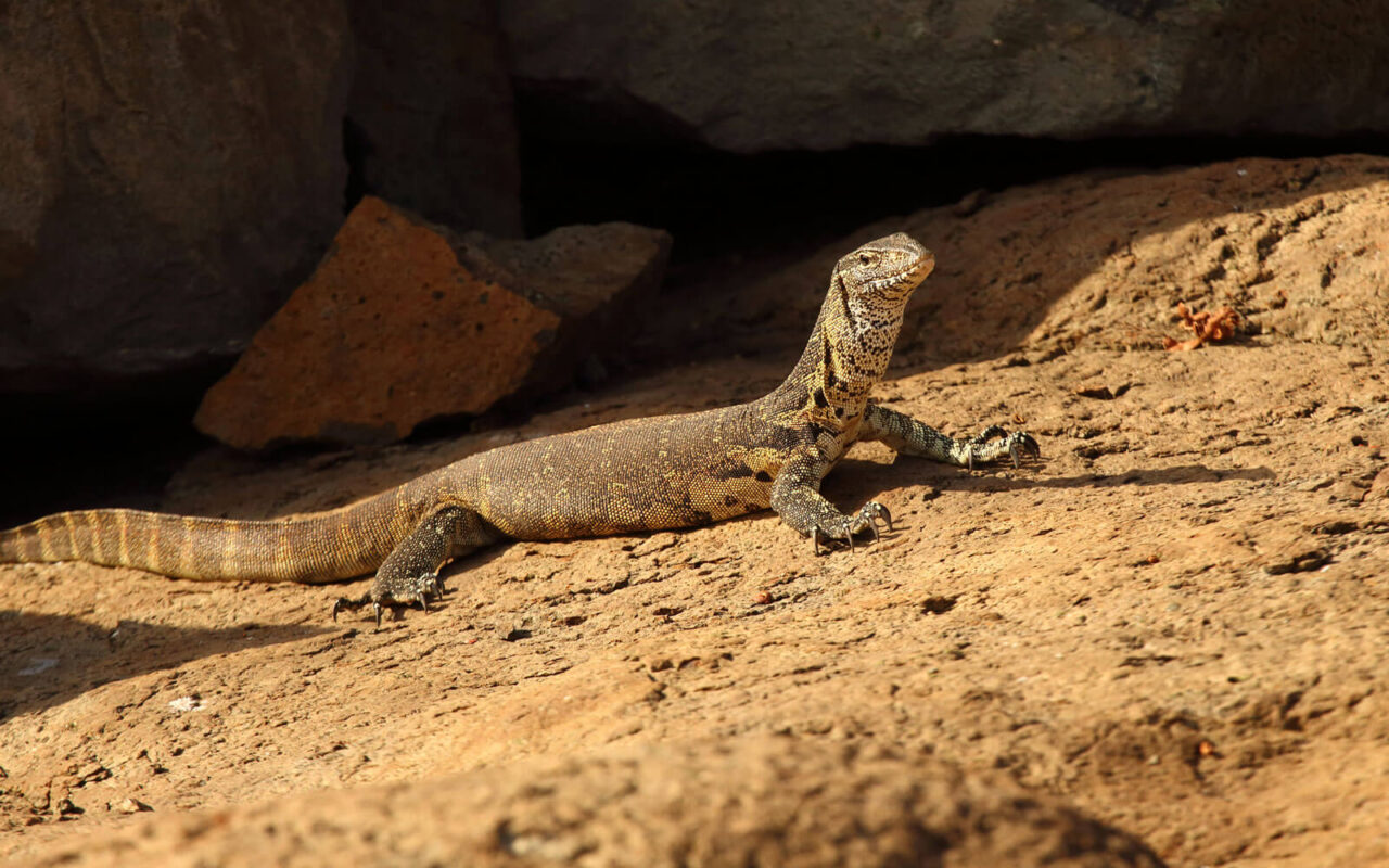 Monitor lizards | Kloof Conservancy The Leopard's Echo