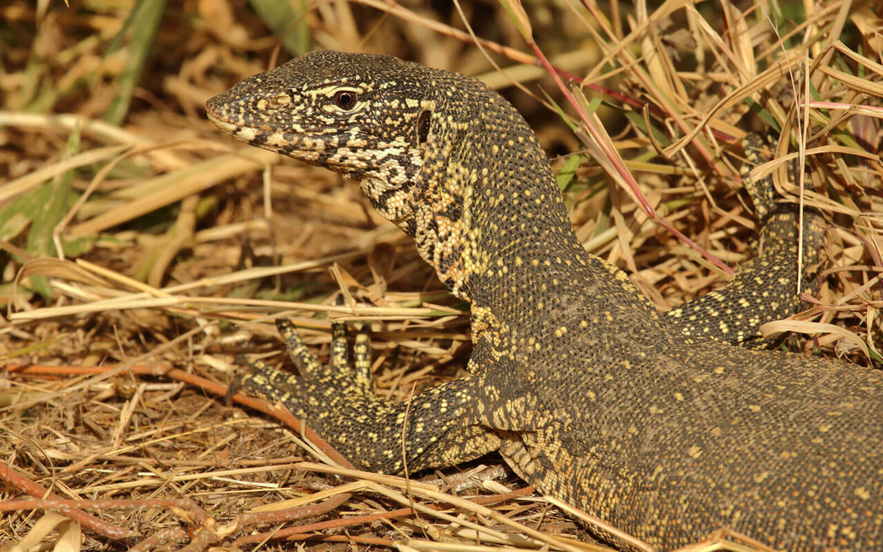Monitor lizards | Kloof Conservancy The Leopard's Echo