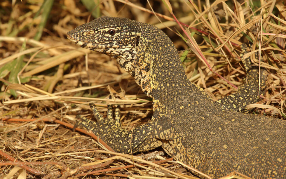 Monitor lizards | Kloof Conservancy The Leopard's Echo