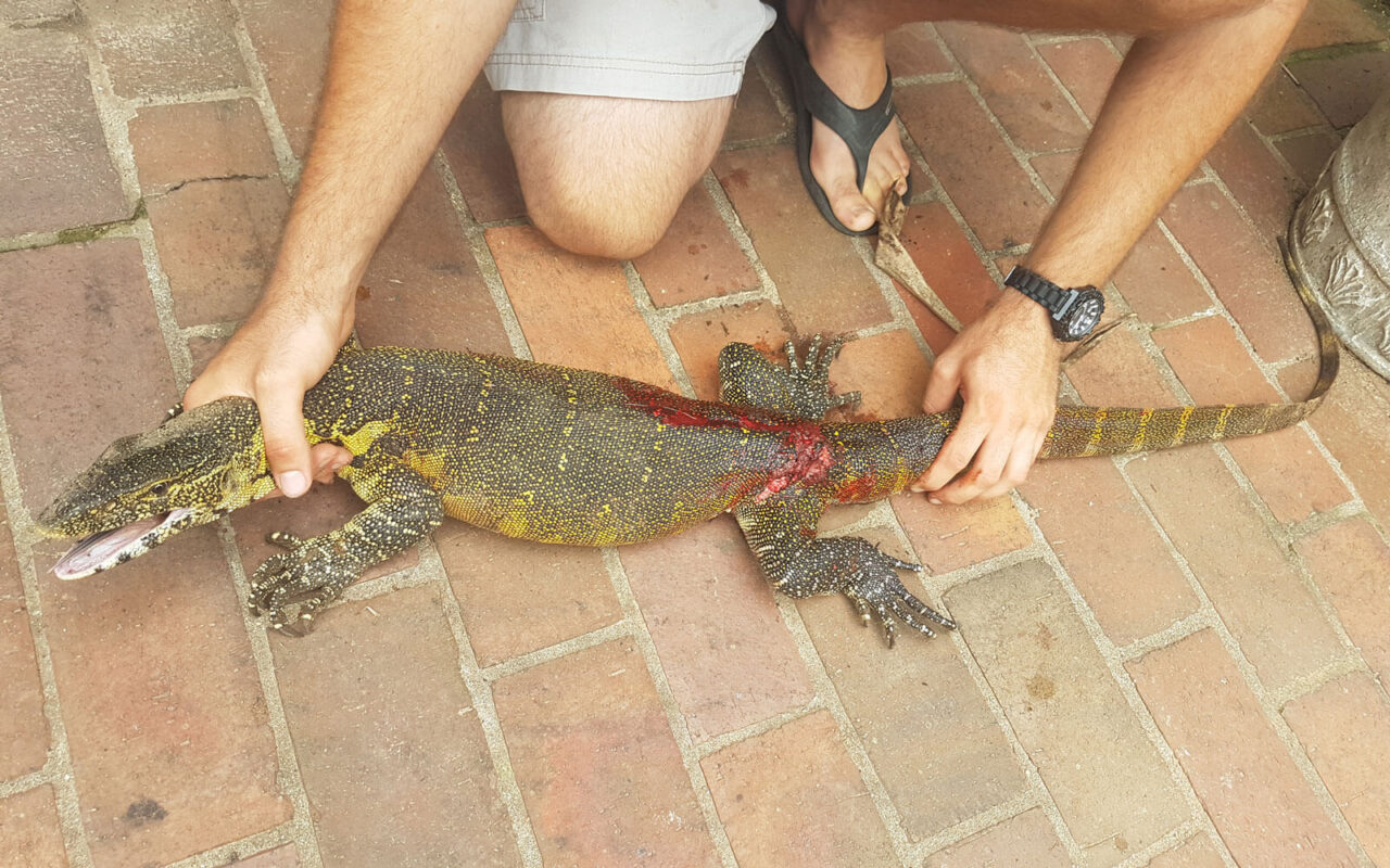 Monitor lizards | Kloof Conservancy The Leopard's Echo