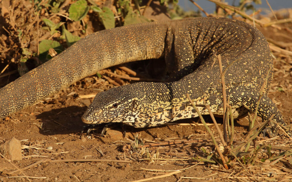 Monitor lizards | Kloof Conservancy The Leopard's Echo