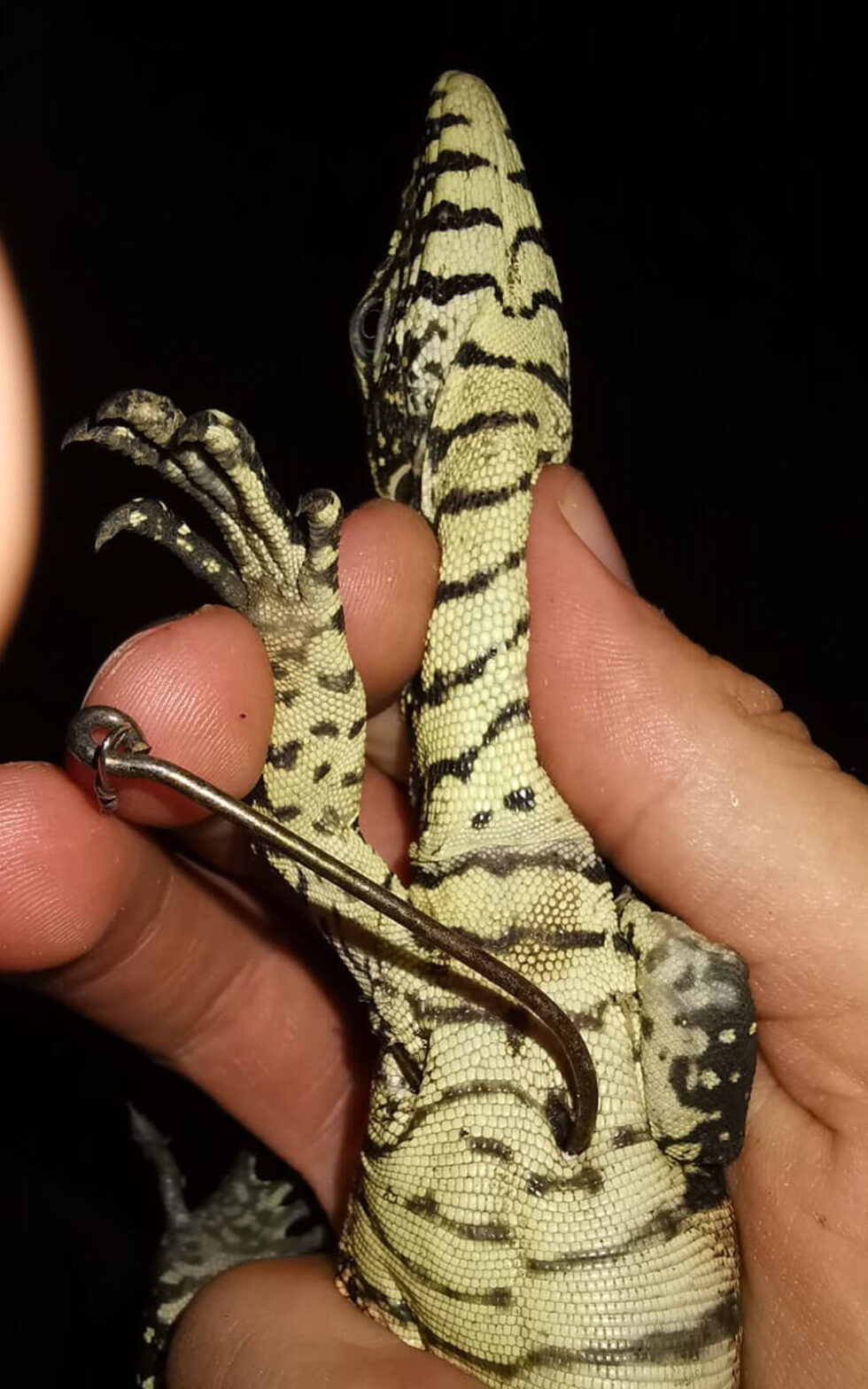 Monitor lizards | Kloof Conservancy The Leopard's Echo