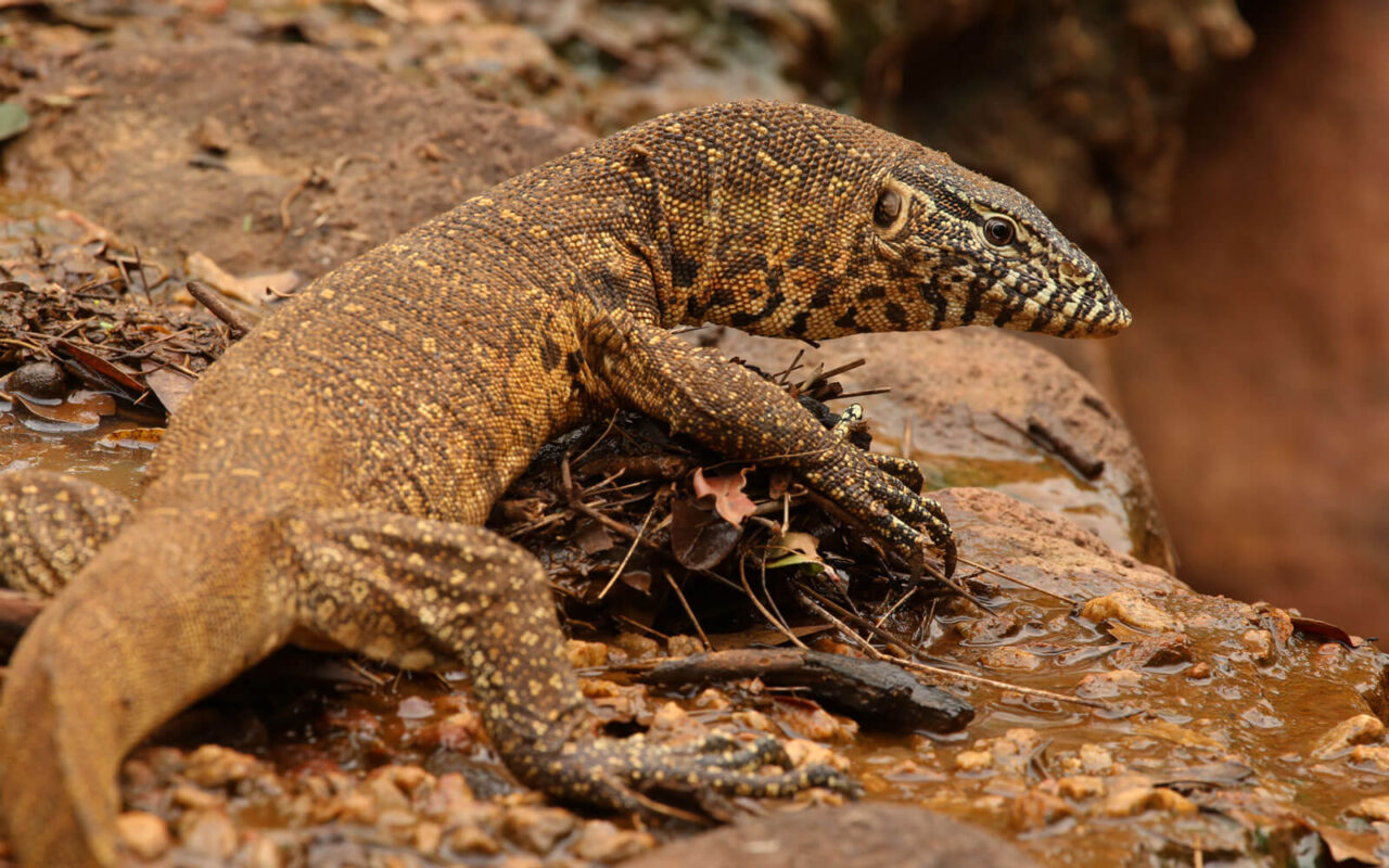 Monitor lizards | Kloof Conservancy The Leopard's Echo
