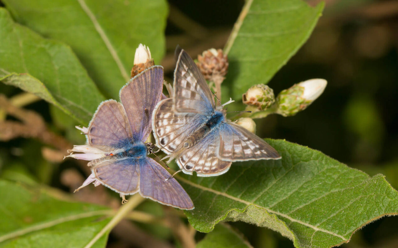 Fierce Little Creatures – Butterfly-ant mutualism | Kloof Conservancy ...