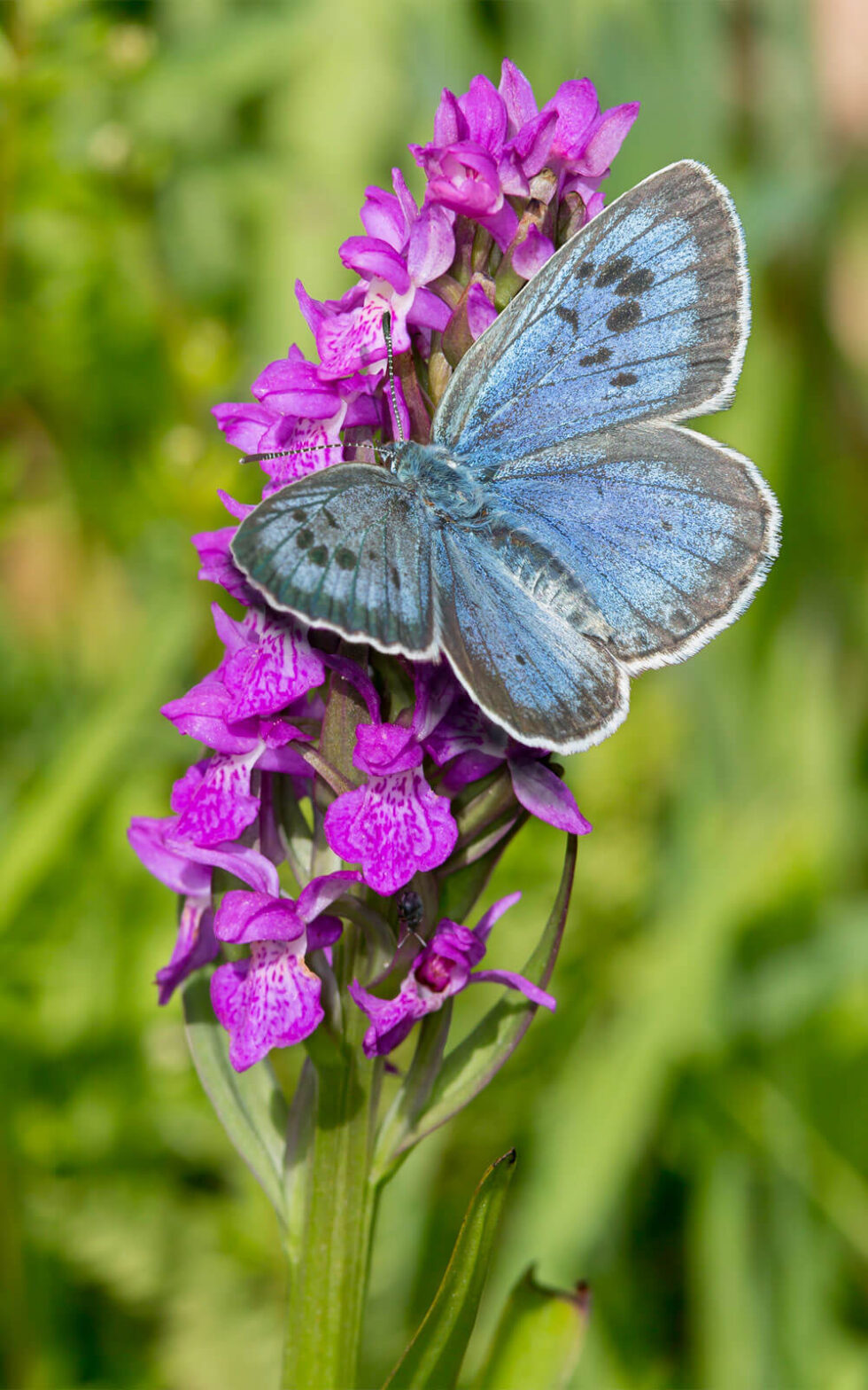 Fierce Little Creatures – Butterfly-ant mutualism | Kloof Conservancy ...