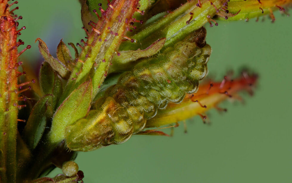 Fierce Little Creatures – Butterfly-ant mutualism | Kloof Conservancy ...