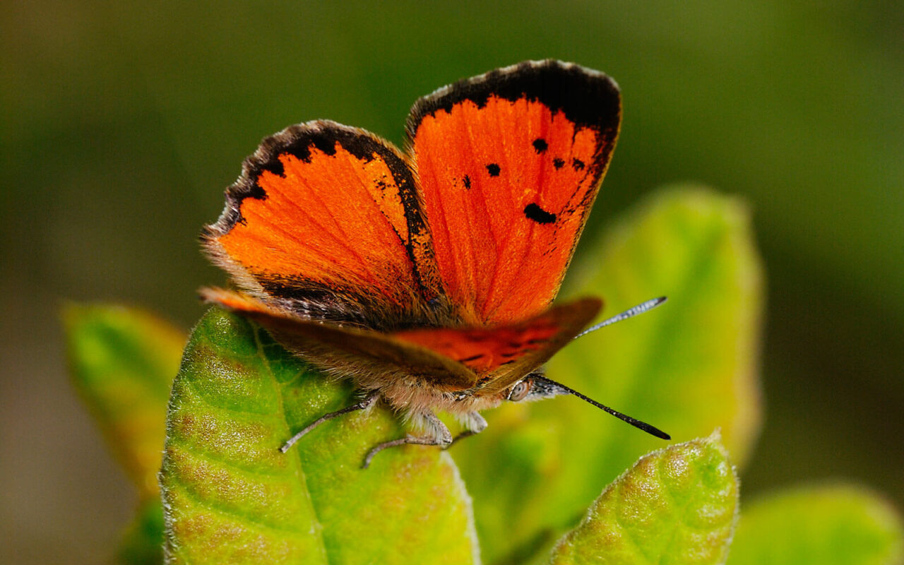 Fierce Little Creatures – Butterfly-ant mutualism | Kloof Conservancy ...