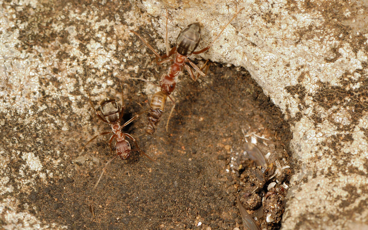 Fierce Little Creatures – Butterfly-ant mutualism | Kloof Conservancy ...