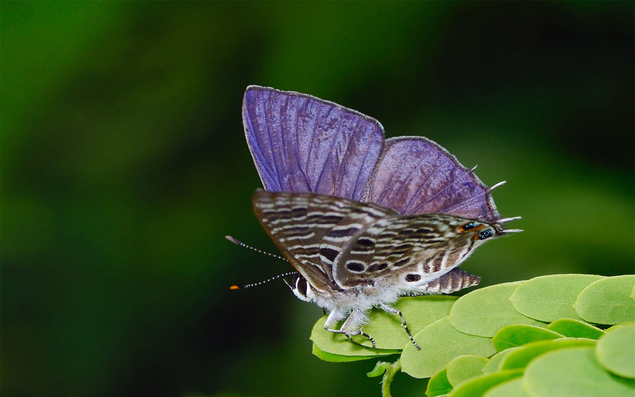 Fierce Little Creatures – Butterfly-ant mutualism | Kloof Conservancy ...