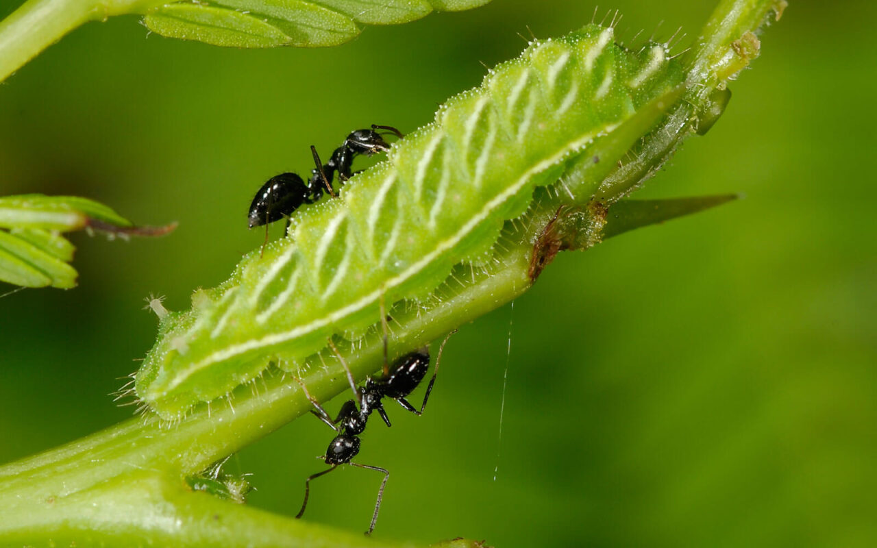 Fierce Little Creatures – Butterfly-ant mutualism | Kloof Conservancy ...