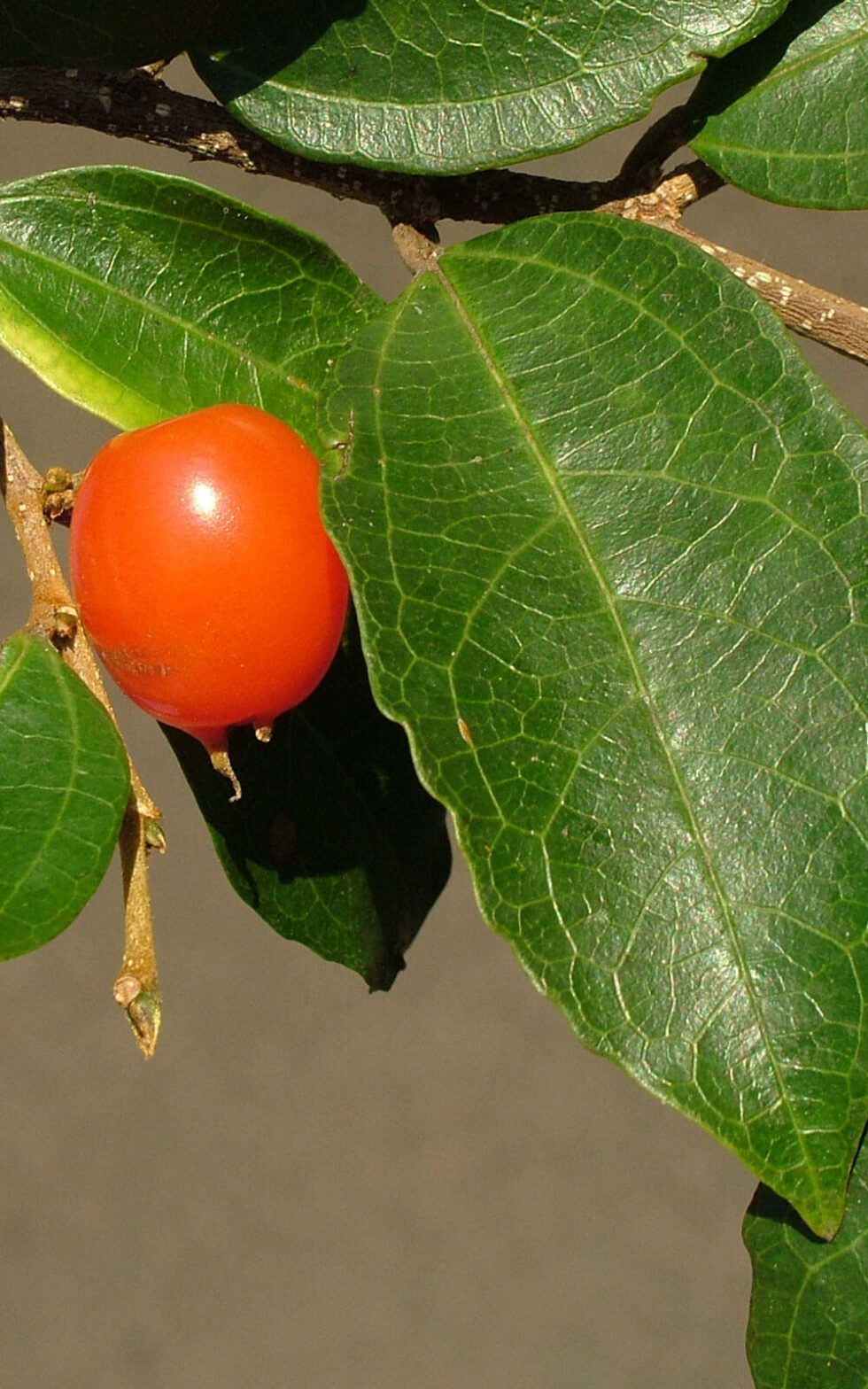 Eco-Impi: Richard Boon | Kloof Conservancy The Leopard's Echo