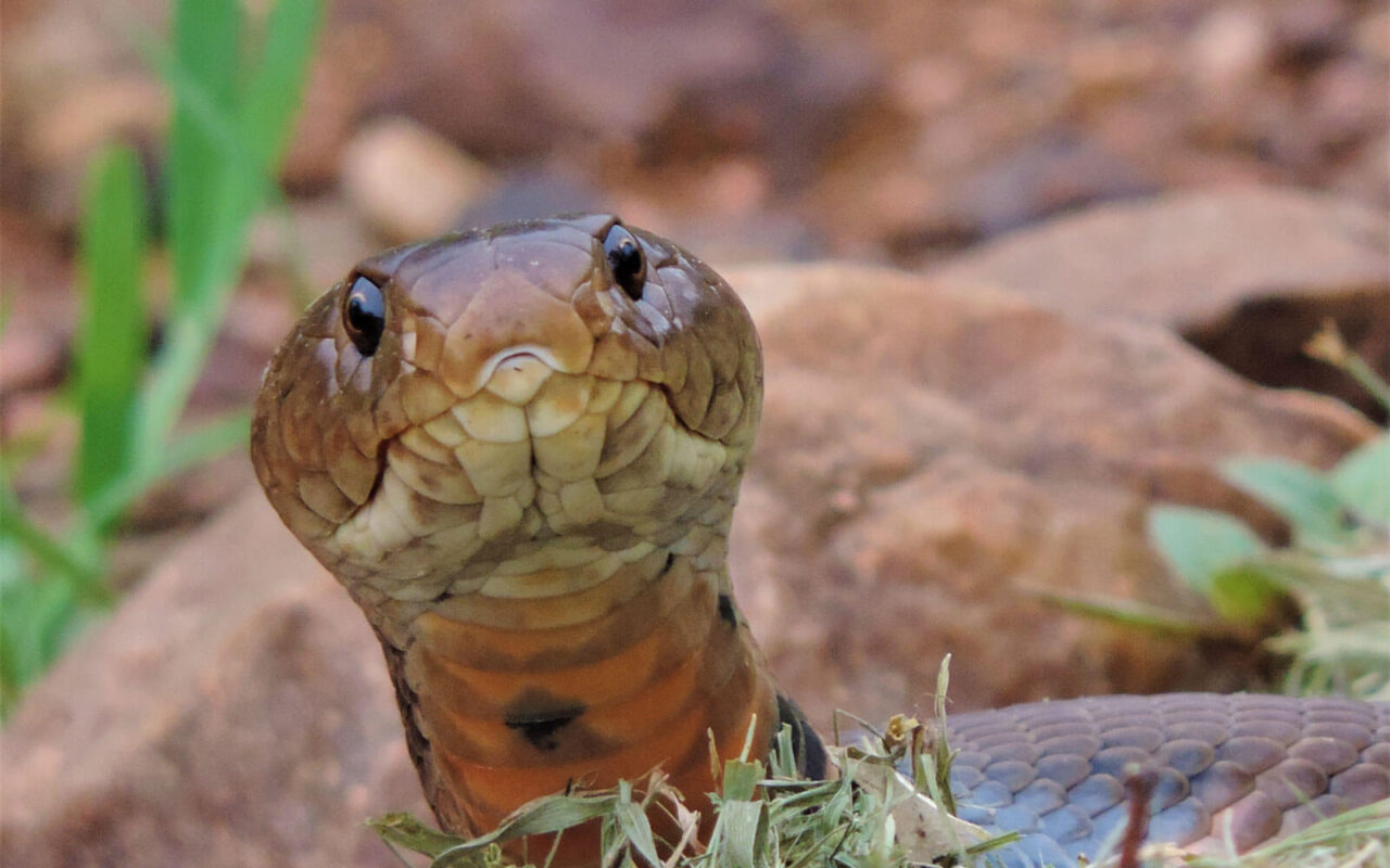 Parasitism, symbiosis and mutualism | Kloof Conservancy The Leopard's Echo