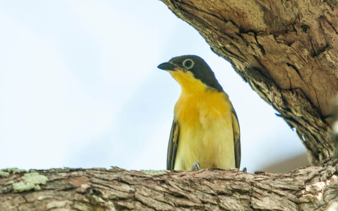 An evolutionary arms race and cultural traditions | Kloof Conservancy ...