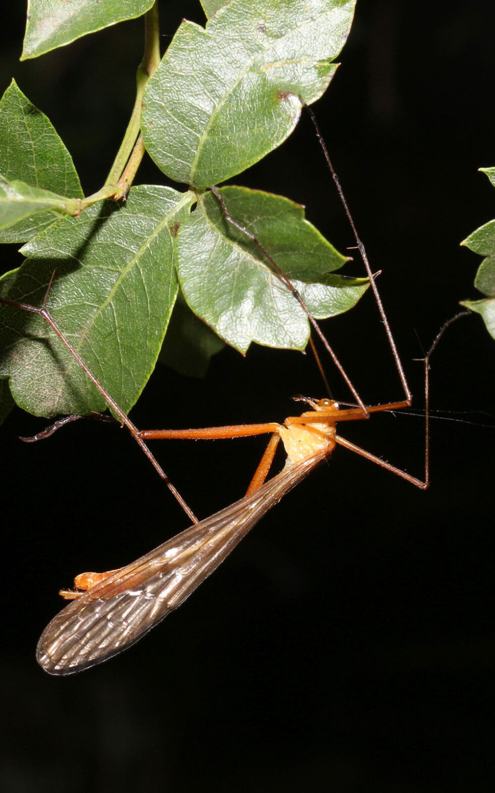 Insects: masters of multiplication | Kloof Conservancy The Leopard's Echo