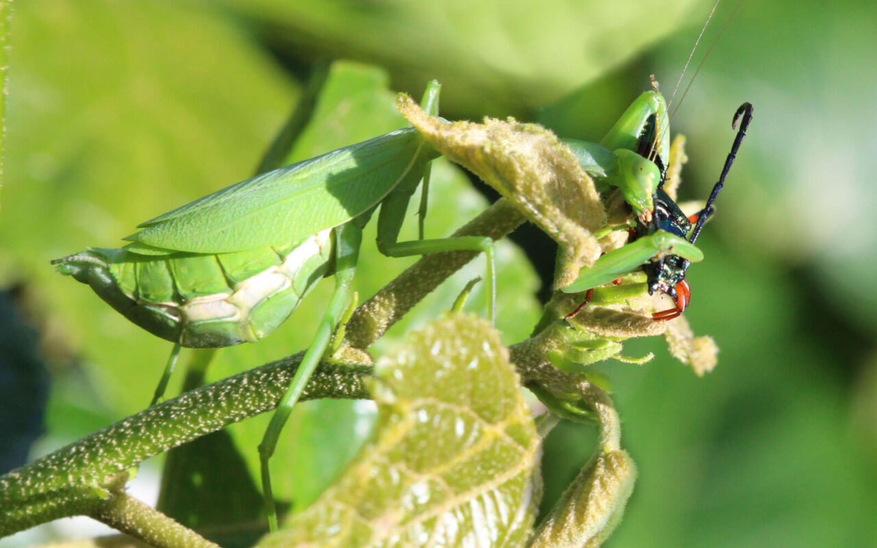 Insects: masters of multiplication | Kloof Conservancy The Leopard's Echo