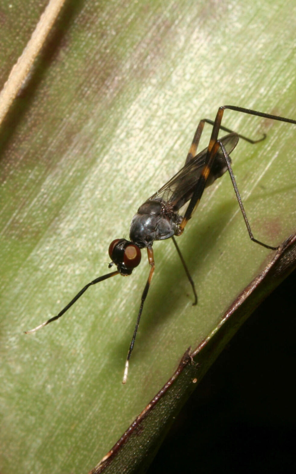 Insects: masters of multiplication | Kloof Conservancy The Leopard's Echo