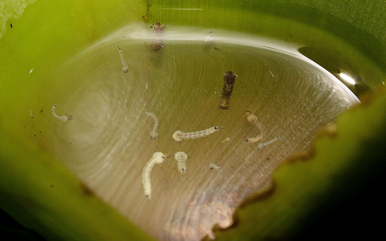 Insects: masters of multiplication | Kloof Conservancy The Leopard's Echo