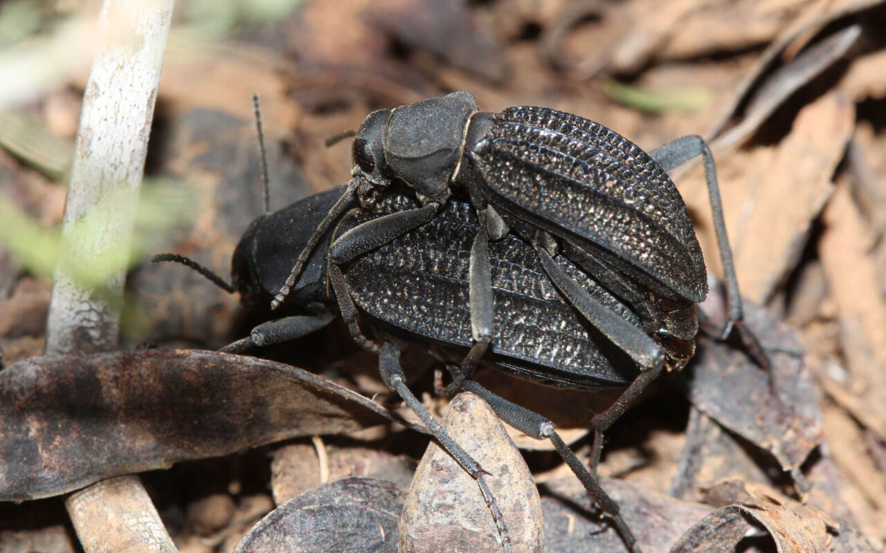 Insects: masters of multiplication | Kloof Conservancy The Leopard's Echo