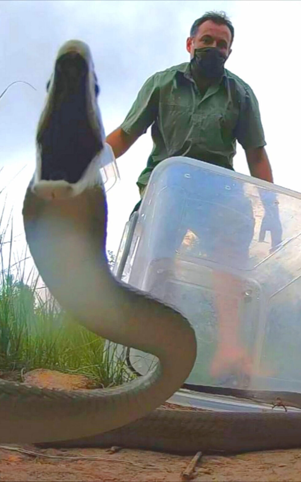 Mozambique Spitting Cobra | Kloof Conservancy The Leopard's Echo