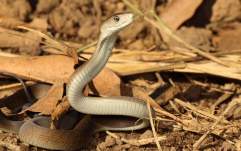 The Black Mamba | Kloof Conservancy The Leopard's Echo