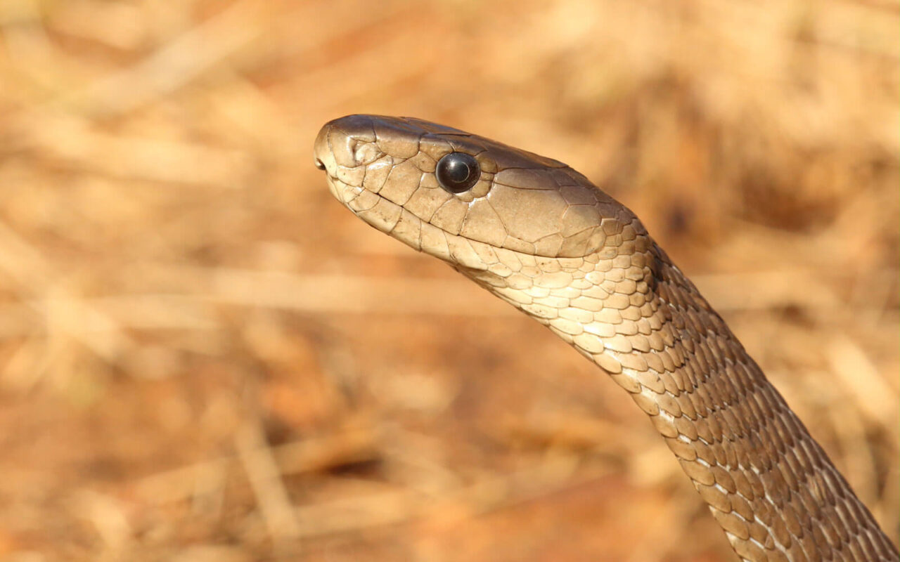 The Black Mamba | Kloof Conservancy The Leopard's Echo