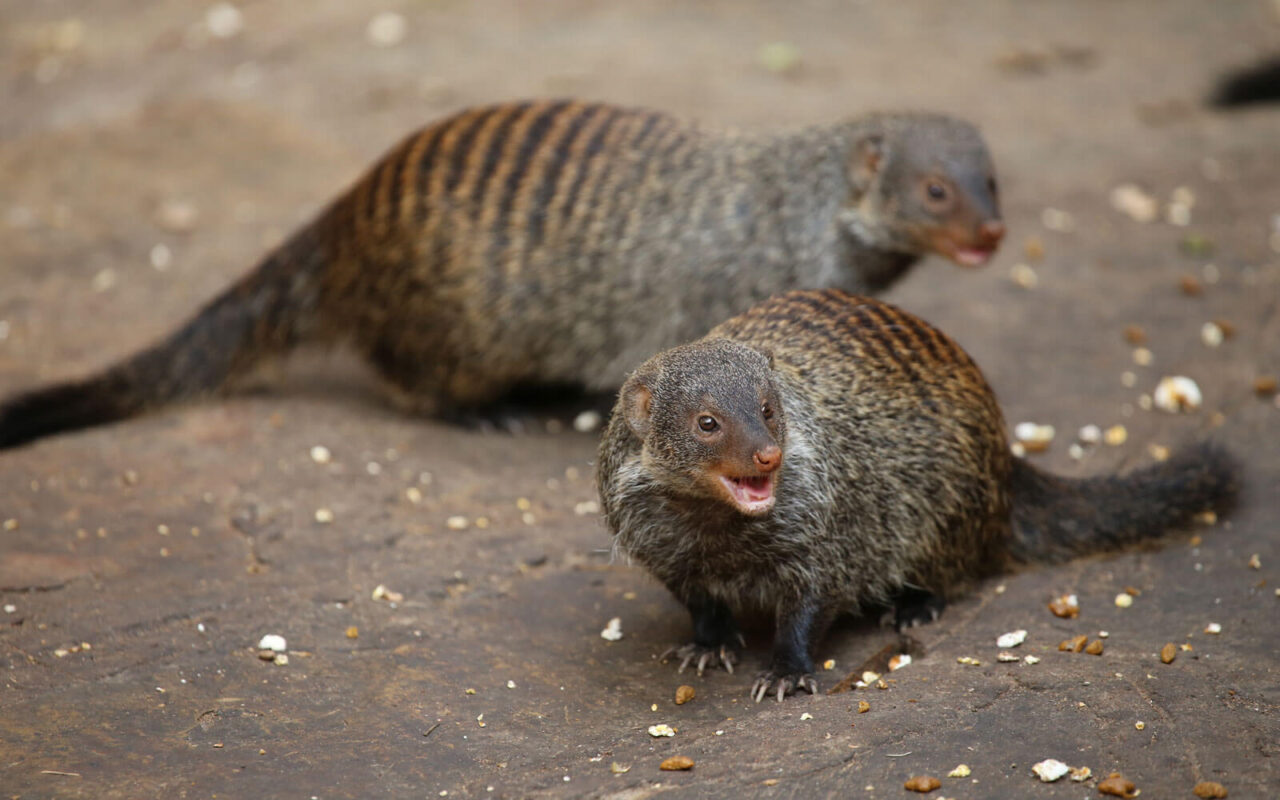 The Black Mamba | Kloof Conservancy The Leopard's Echo