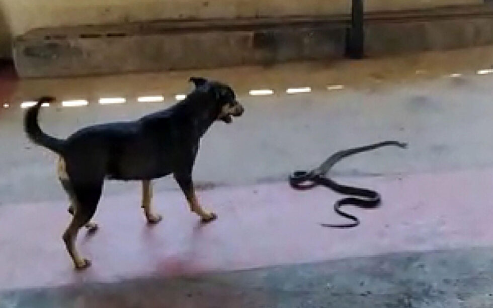 The Black Mamba | Kloof Conservancy The Leopard's Echo