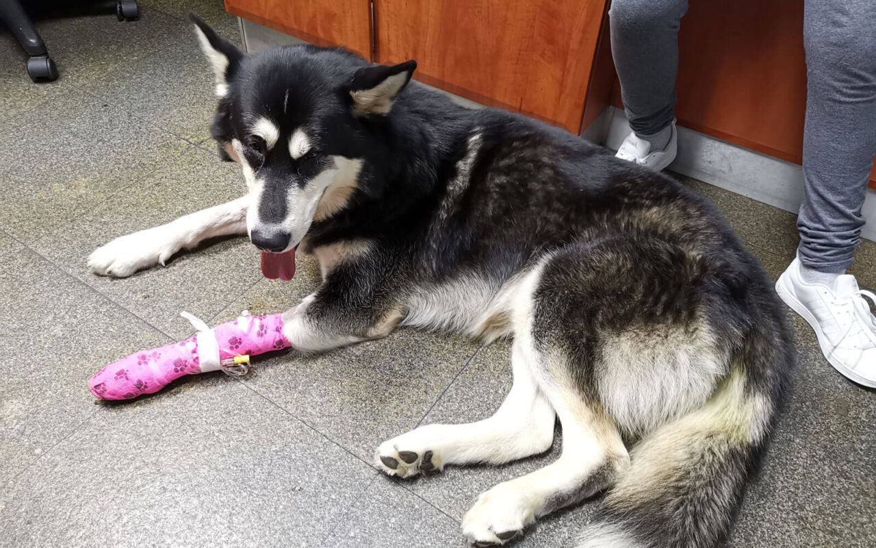 The Black Mamba | Kloof Conservancy The Leopard's Echo