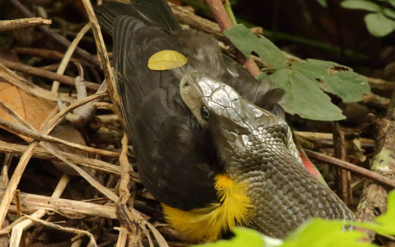 The Black Mamba | Kloof Conservancy The Leopard's Echo