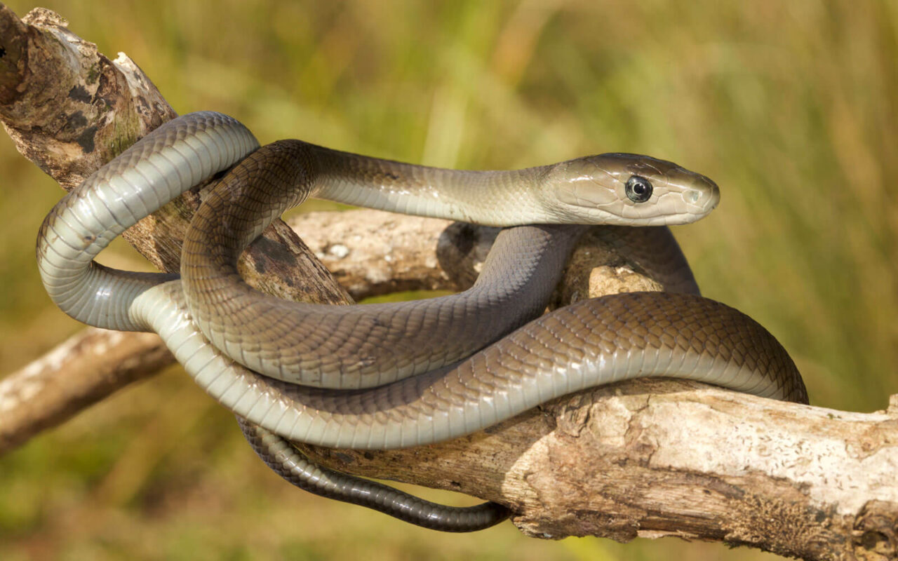 The Black Mamba | Kloof Conservancy The Leopard's Echo
